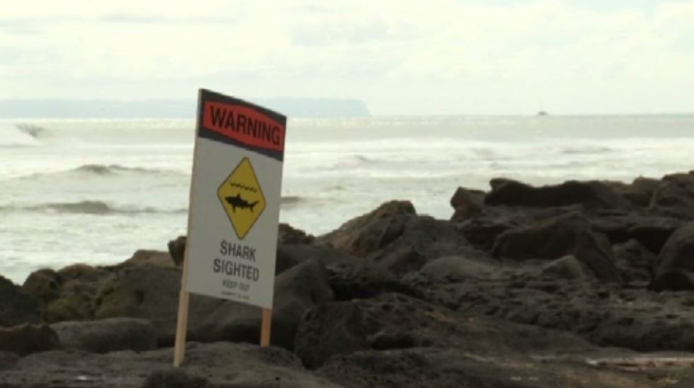 shark attack surfer missing