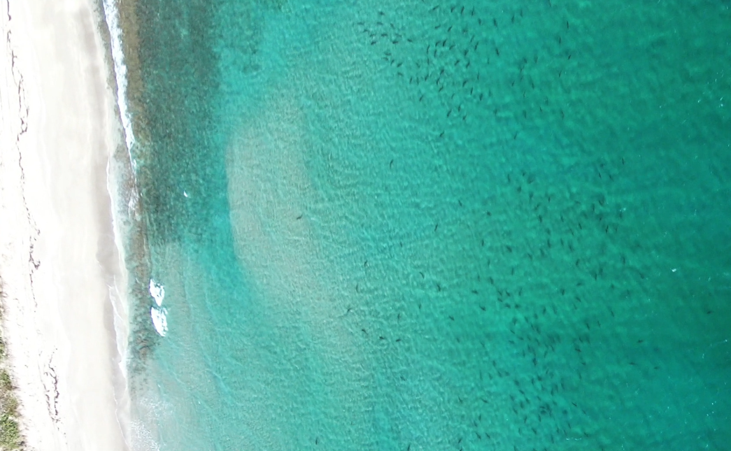 Researchers see dramatic decline in shark migration off South Florida ...