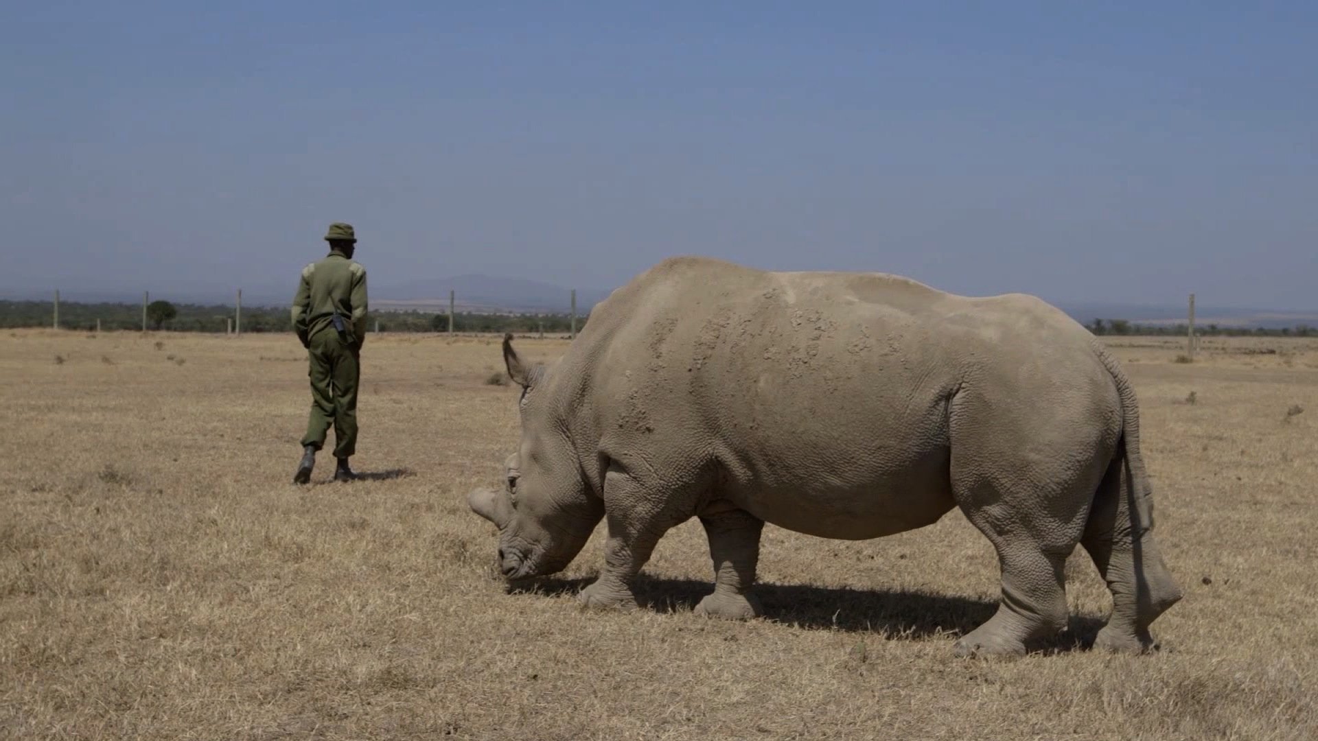 World’s last male northern white rhino dies - WSVN 7News | Miami News ...