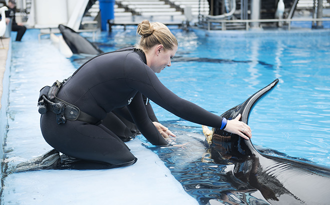 SeaWorld: Orca treated for injury at Florida theme park - WSVN 7News ...