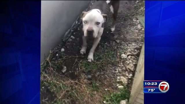 Pit bull found emaciated rescued from Miami home - WSVN 7News | Miami ...
