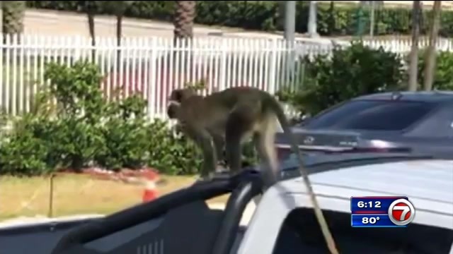 Aventura deli owner spots monkey on the loose — twice - WSVN 7News ...