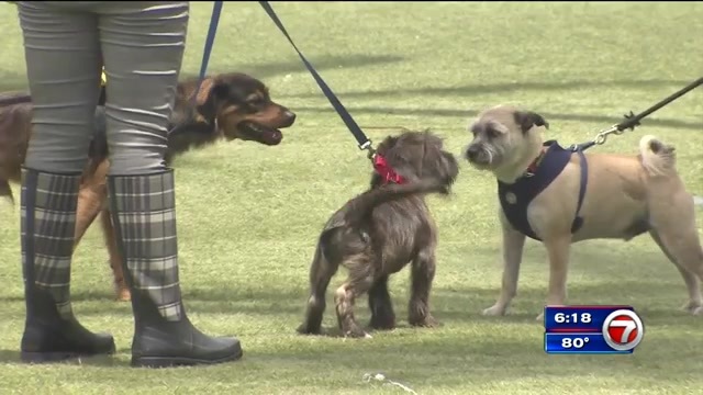 21st Brunch for the Animals held at Fontainebleau Miami Beach - WSVN ...
