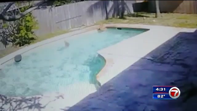 Video shows neighbor rescuing 2 dogs who fell in Fort Lauderdale pool ...