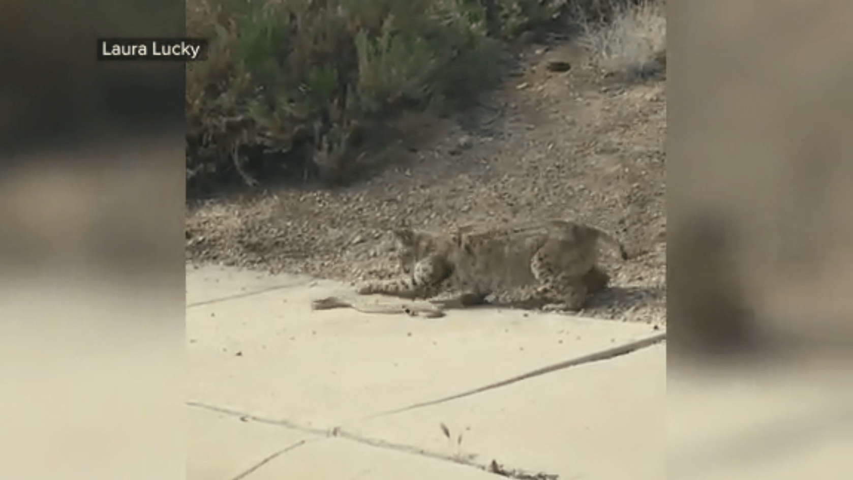 Video captures bobcat fighting with rattlesnake in Arizona - WSVN 7News ...