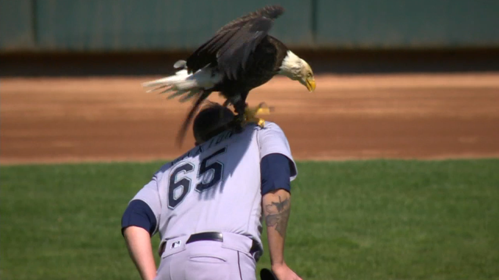 Bald eagle lands on Mariners pitcher during national anthem - WSVN ...