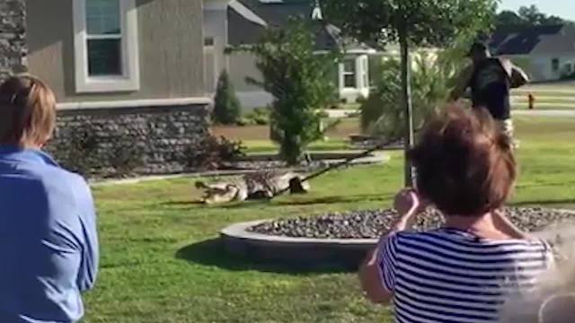 Trappers wrangle massive alligator in front of central Florida home ...