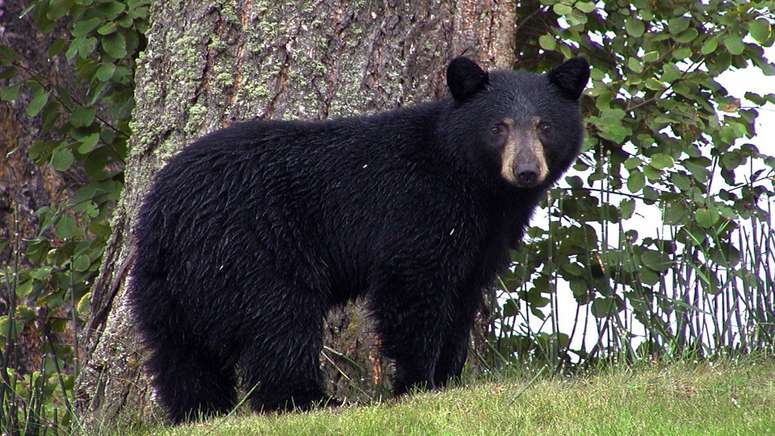 do black bears kill dogs