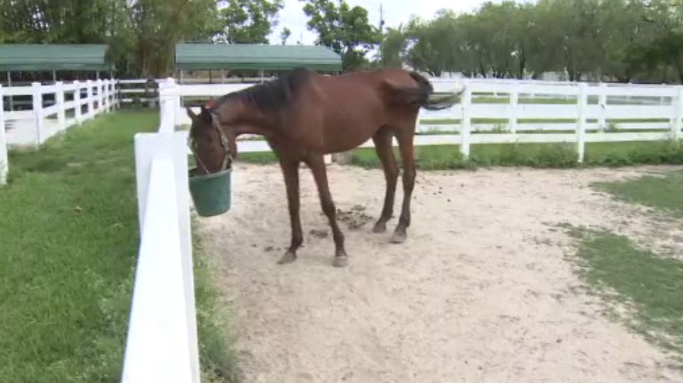 Emaciated horses now on the mend after being found in Miami Gardens ...