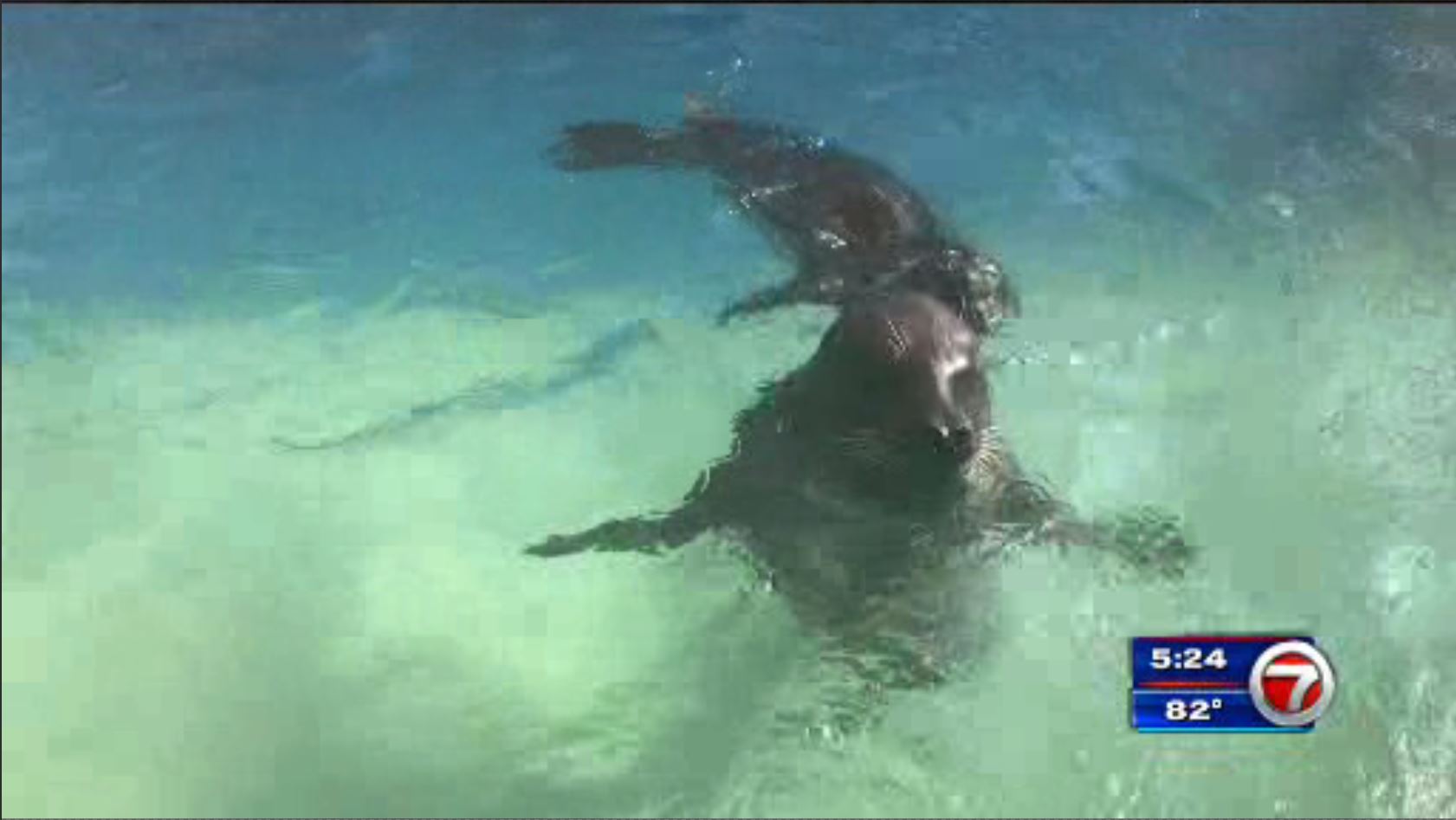 Miami Seaquarium celebrates Mother’s Day with new baby animals - WSVN ...