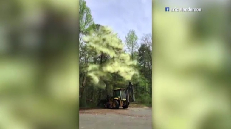 Massive cloud of pollen erupts when bulldozer taps tree - WSVN 7News ...