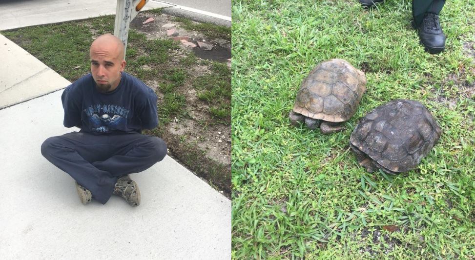 Man digging for tortoises says he planned to eat them - WSVN 7News ...