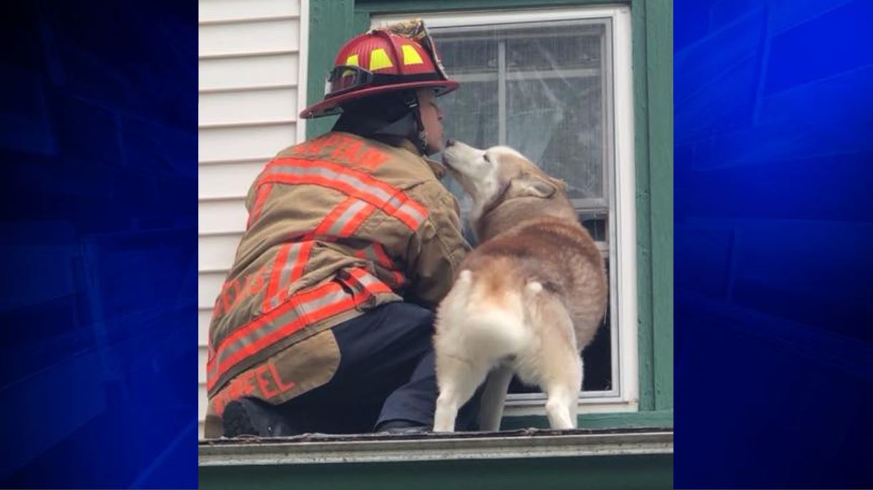 Firefighter rescues dog trapped on roof, gets wet kiss - WSVN 7News ...