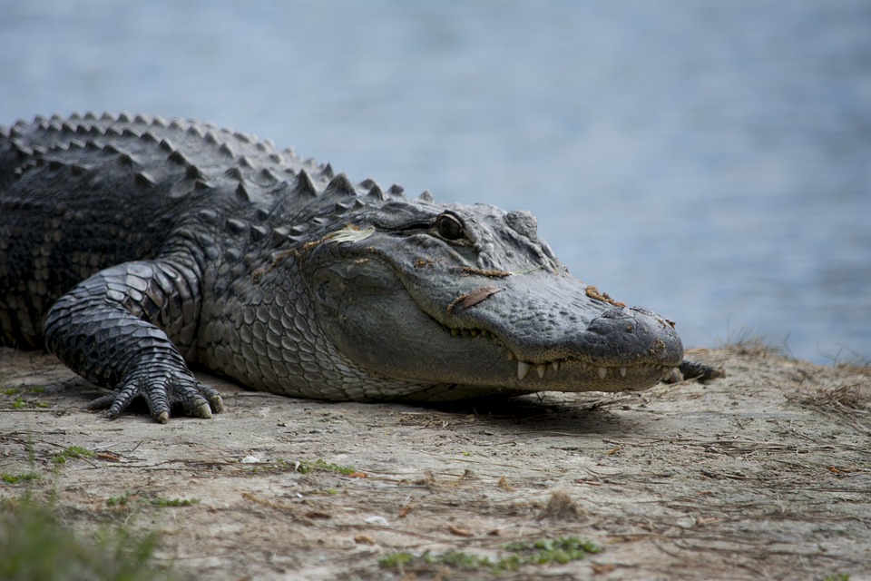 75-year-old Florida man kicks alligator, saves dog - WSVN 7News | Miami ...