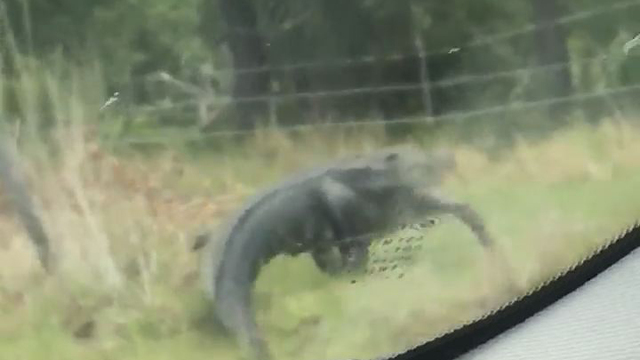 Alligator undeterred by barbed wire fence, climbs right through it ...