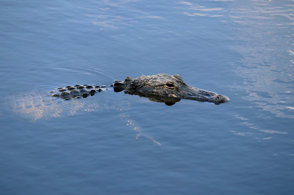 South Carolina woman dies after alligator attack near golf course ...