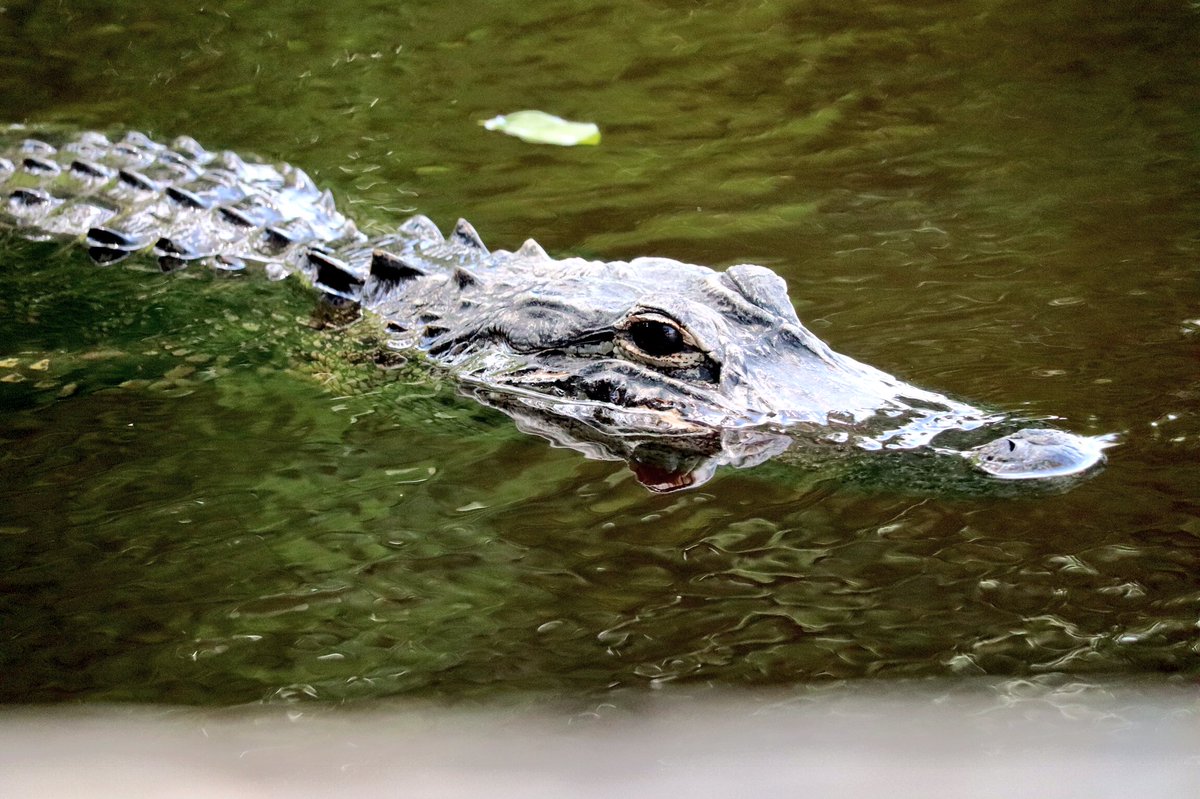 Body parts found in gator after Central Florida man discovered dead ...