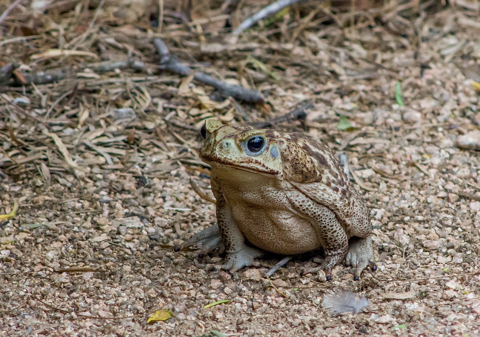 Dog-killing cane toads are back as rains draw them out - WSVN 7News ...