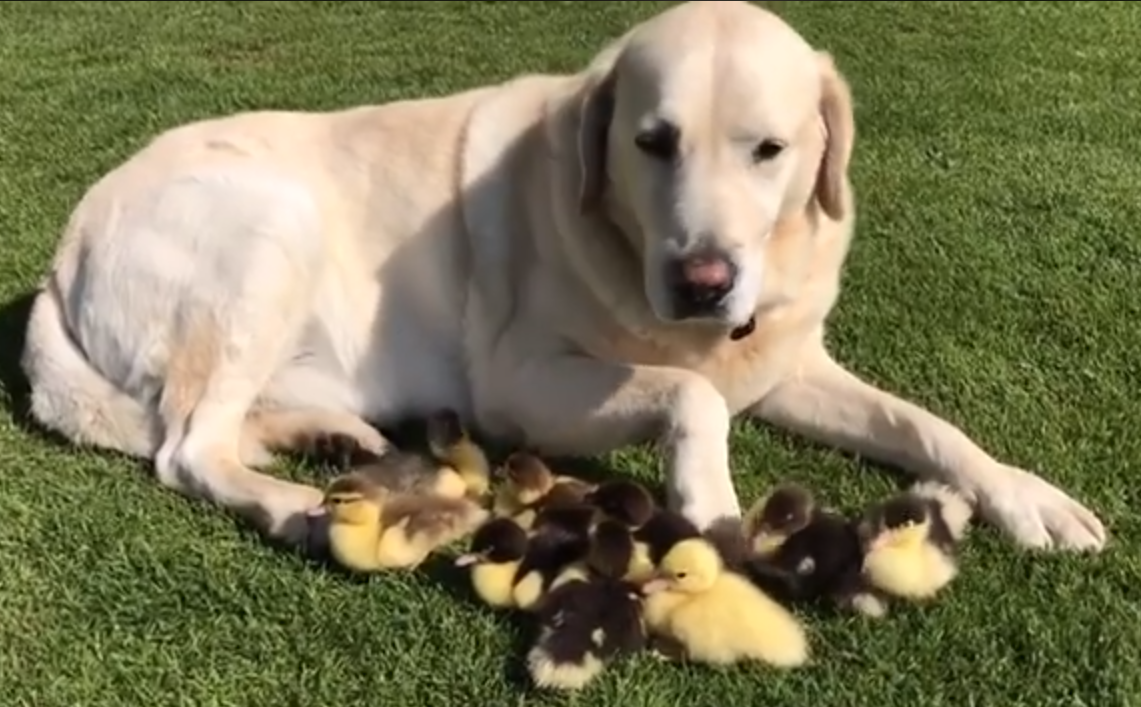 Dog ‘adopts’ 9 orphaned ducklings - WSVN 7News | Miami News, Weather ...