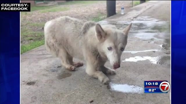 Husky found abandoned in SW Miami-Dade taken by animal rescue group ...