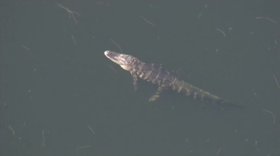 911 call of fatal Davie gator attack released - WSVN 7News | Miami News ...
