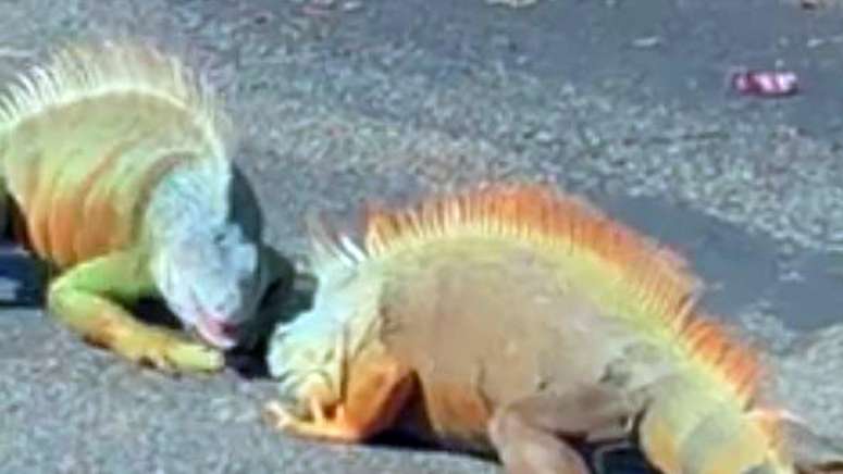 Iguanas duke it out in Boca Raton Starbucks parking lot – WSVN 7News ...