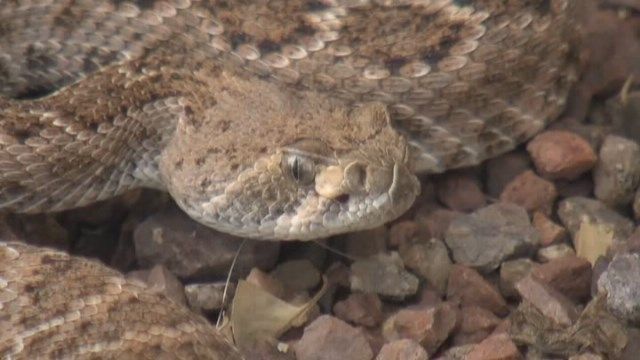 Officials warn about snakes found in pool noodles - WSVN 7News | Miami ...