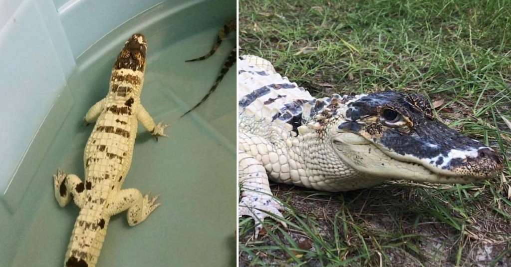 Rare white alligator stolen, 43 reptiles killed in fire at Central ...