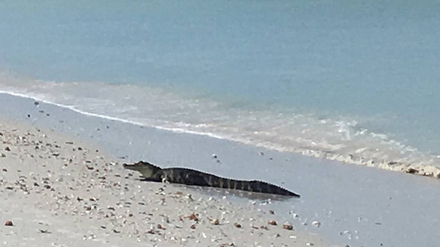 Alligator goes for a swim at Southwest Florida beach - WSVN 7News ...