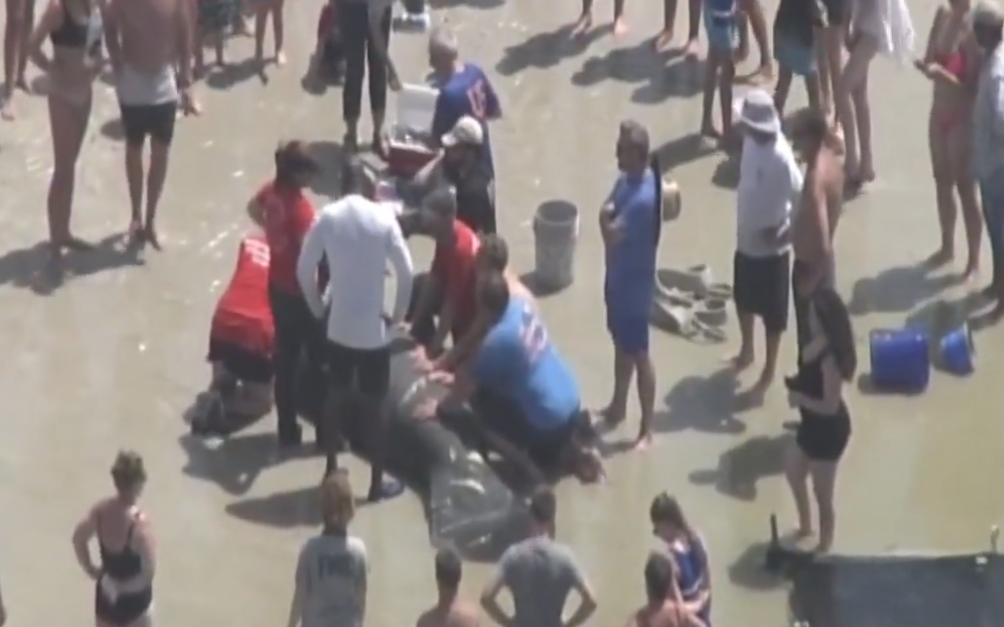 Crews work to save beached manatee in Central Florida - WSVN 7News ...
