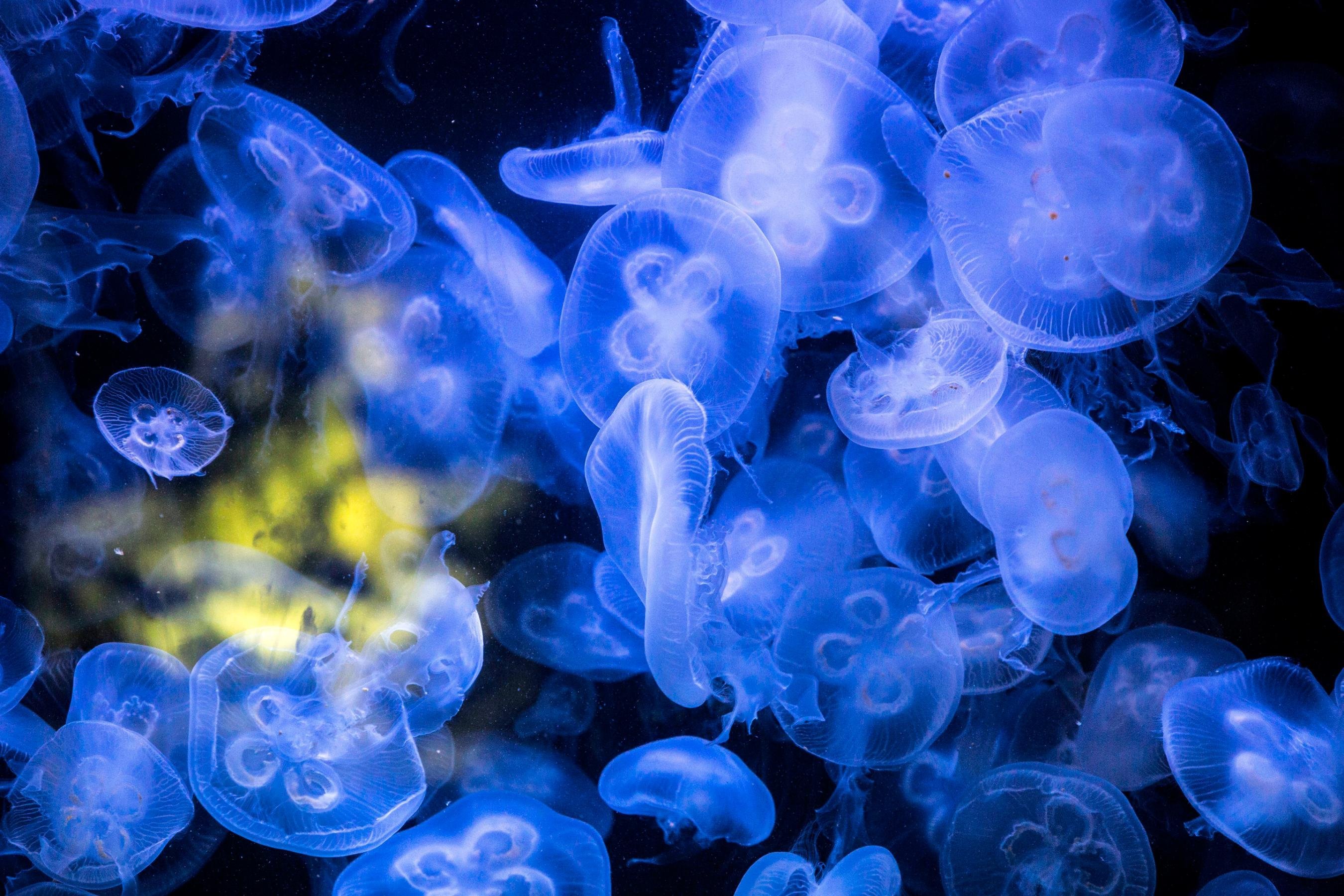 Over 1000 people were stung by jellyfish along Florida beaches in five ...
