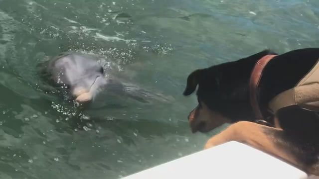 Dog and dolphin share bonding moment off Florida coast - WSVN 7News ...