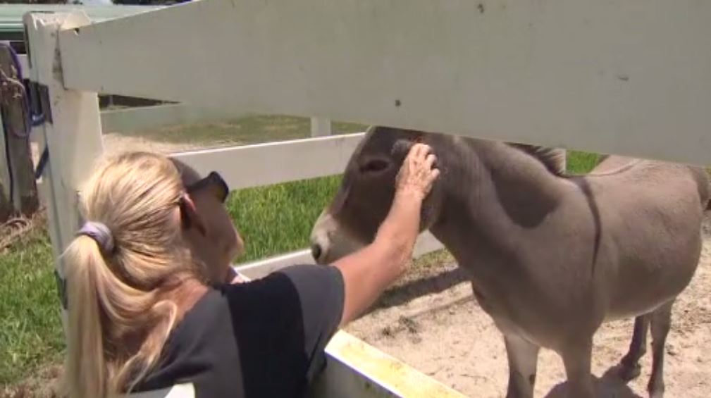 SPCA rescues 27 starving farm animals in SW Miami-Dade - WSVN 7News ...