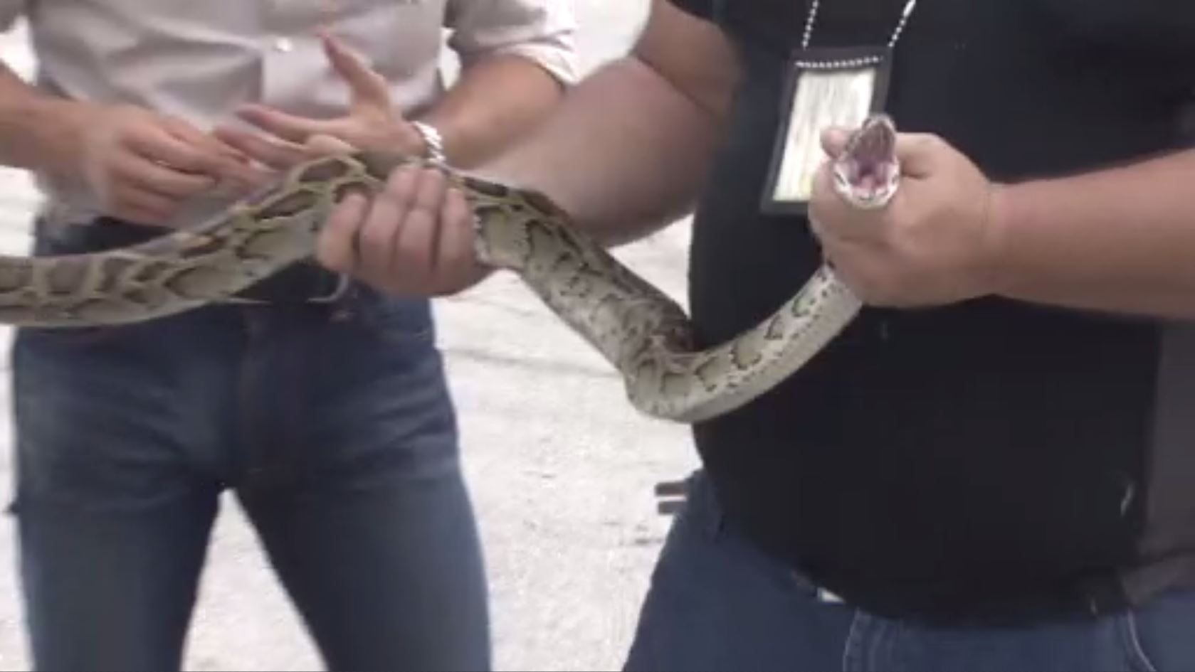 Employees find Burmese python at loading dock in Doral - WSVN 7News ...