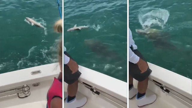gigantic grouper eats shark