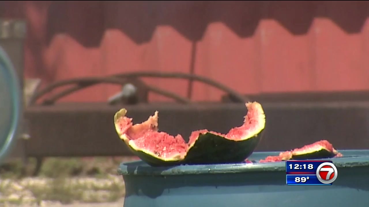 BSO demonstrates the dangers of mishandling fireworks on July 4 - WSVN ...