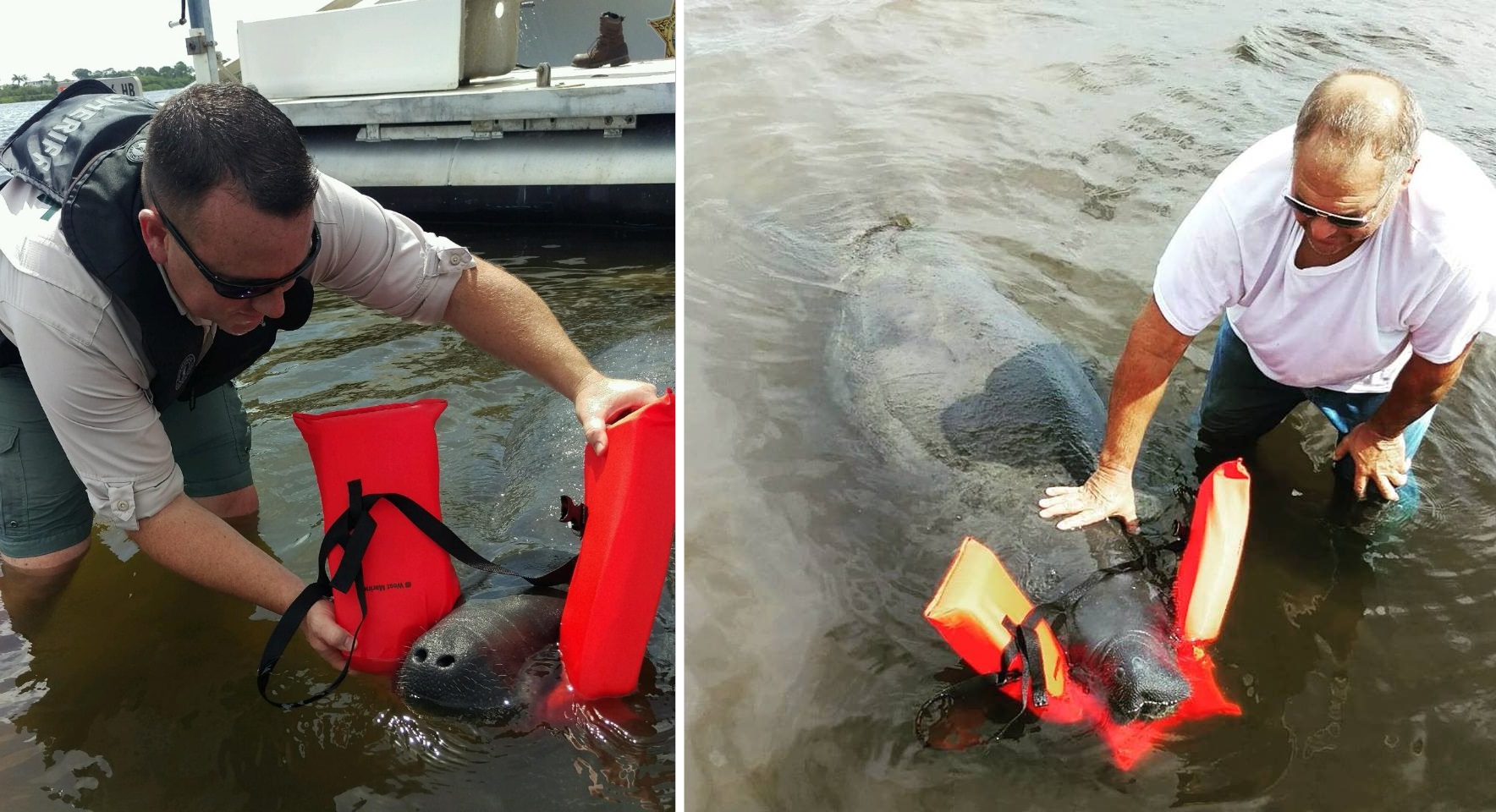 Manatee paralyzed by Red Tide rescued off Florida coast - WSVN 7News ...