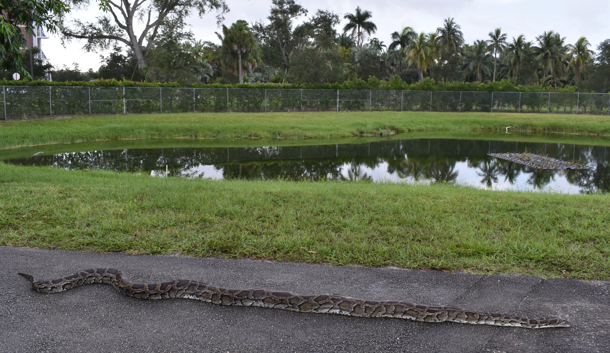 Contractors catch 16 foot python in Florida Everglades - WSVN 7News ...