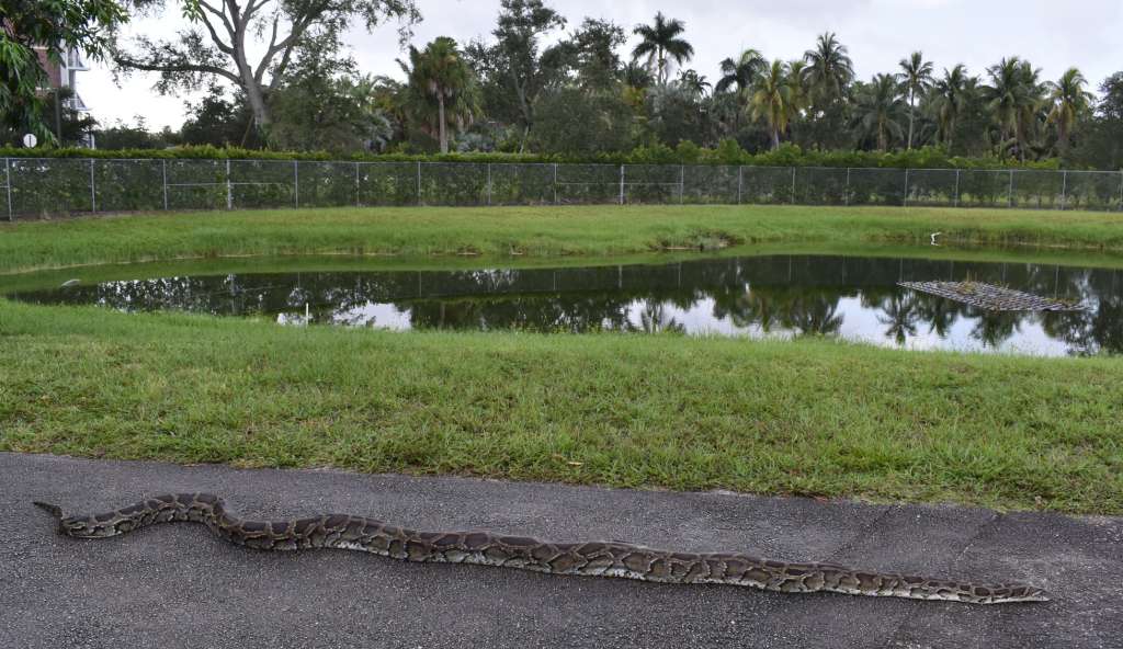 Contractors catch 16 foot python in Florida Everglades - WSVN 7News ...