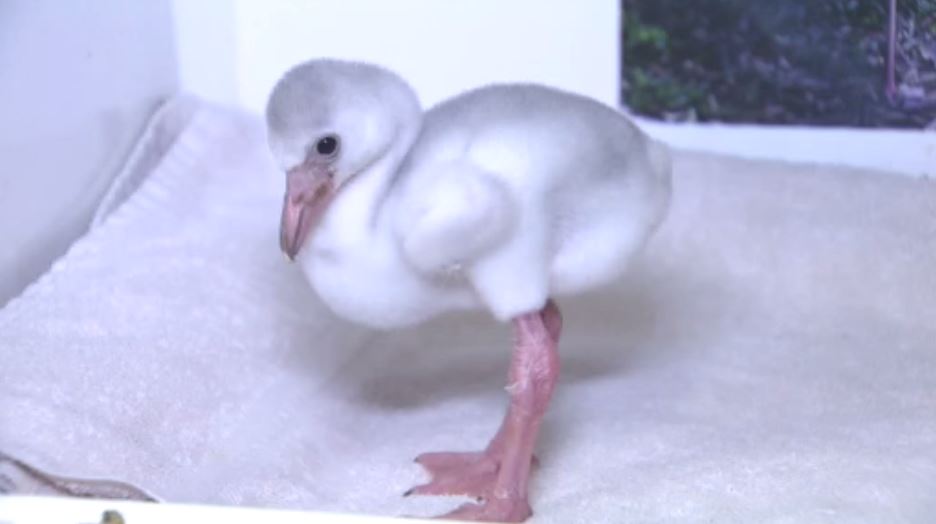 Flamingo hatchling at Flamingo Gardens makes history – WSVN 7News ...