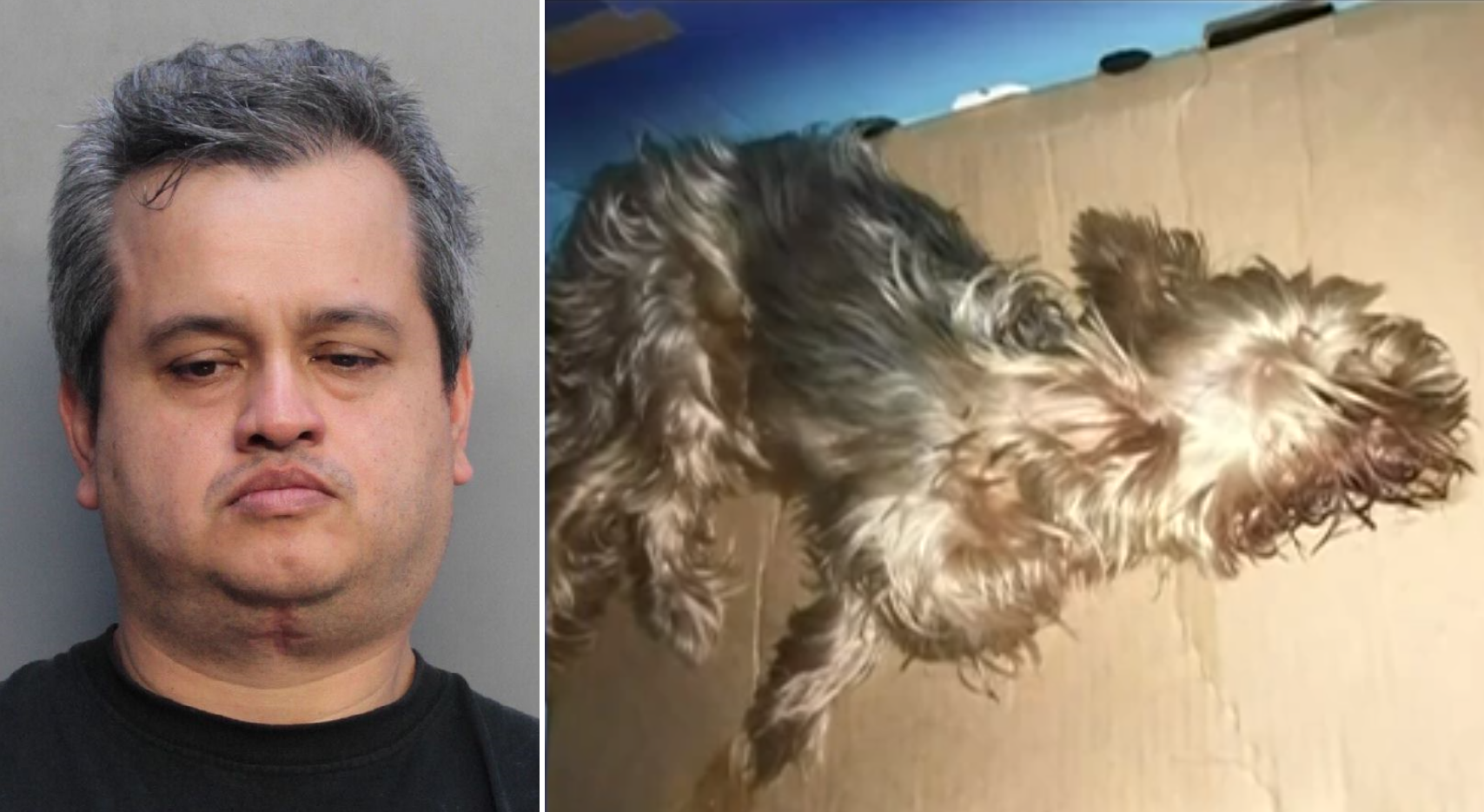 What Do Yorkies Die From