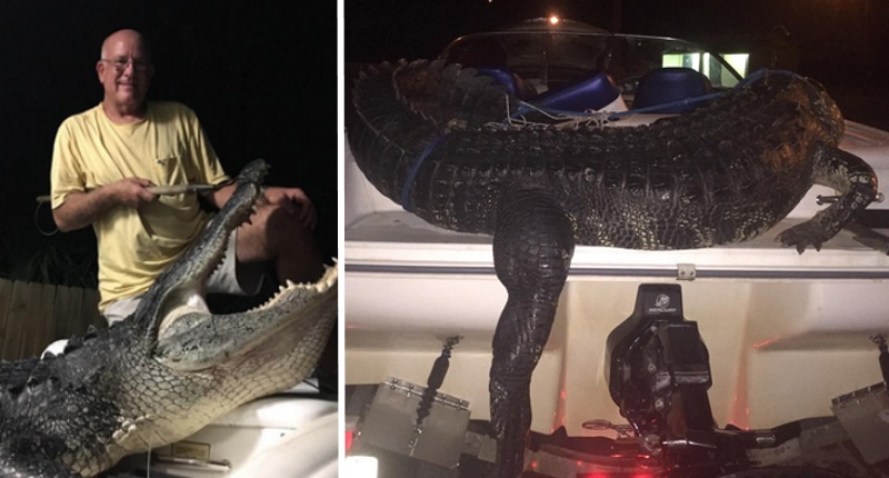 Okeechobee Alligator Hunts