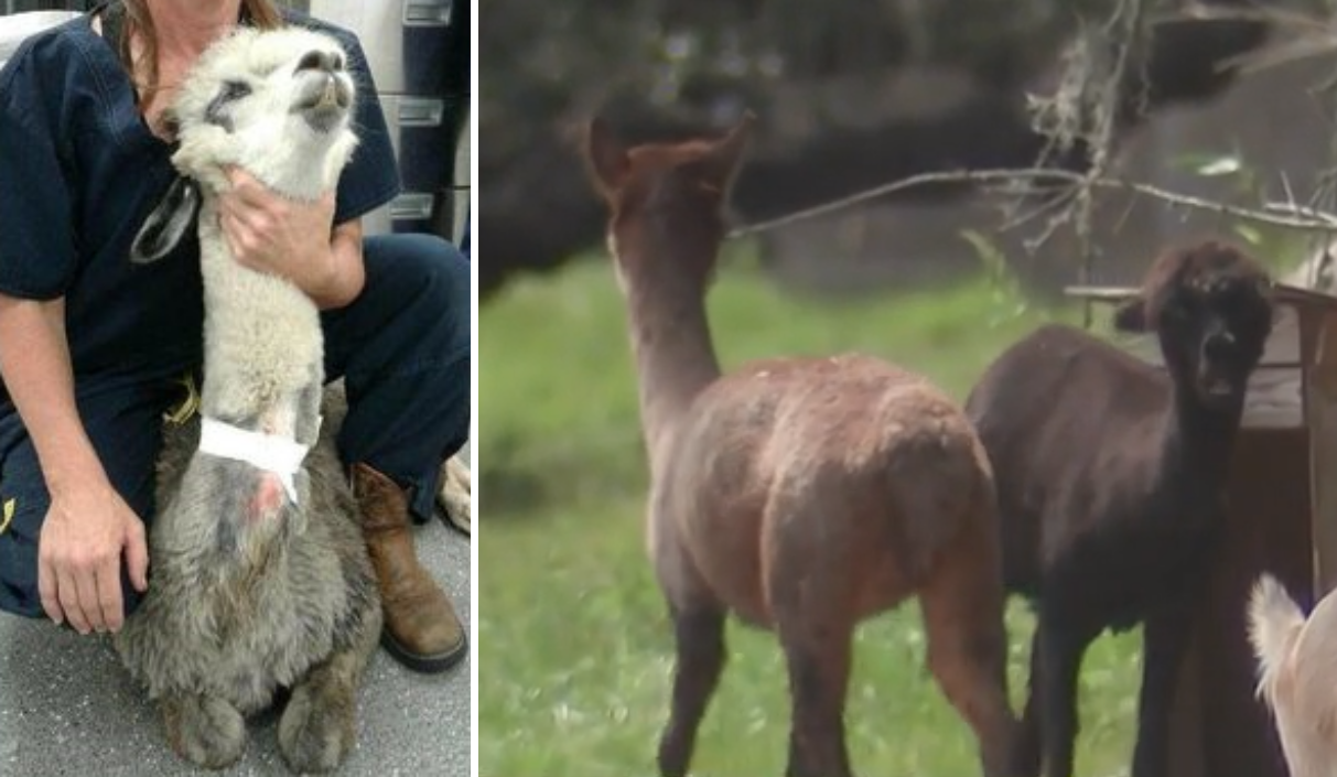Alpaca dies after eating peanuts, junk food dumped in Florida field ...