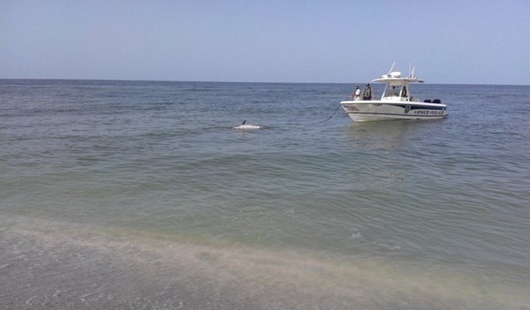 9 bottlenose dolphins found dead off Florida’s west coast - WSVN 7News ...