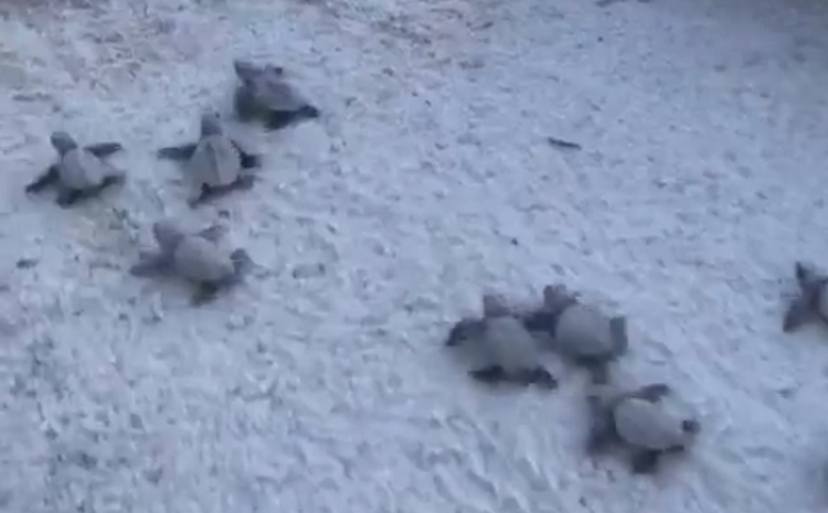 Sea turtle nest hatches on Key West beach - WSVN 7News | Miami News ...