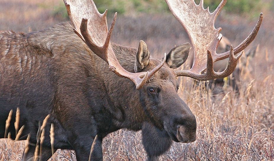 North America’s first known case of a rabid moose confirmed in western ...