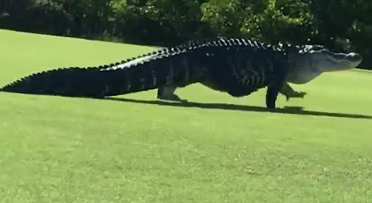 Alligators can regrow their tails, new study finds - WSVN 7News | Miami ...