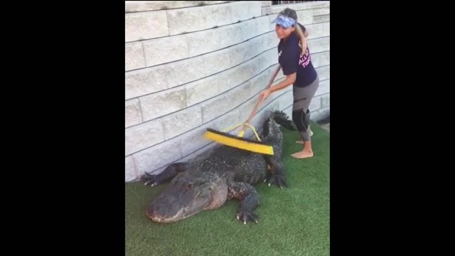 Deco speaks with park employee who gives alligators special spa scrub ...