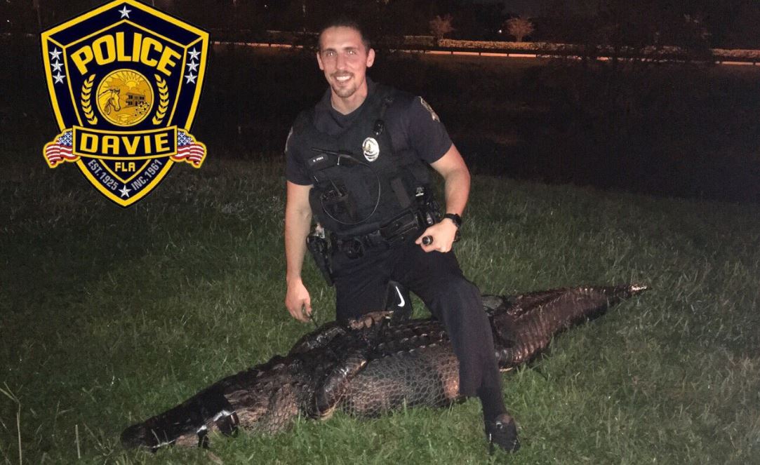 Police capture 10-foot gator in Davie - WSVN 7News | Miami News ...
