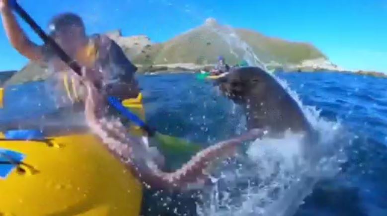 GoPro video shows seal slapping kayaker with octopus – WSVN 7News ...